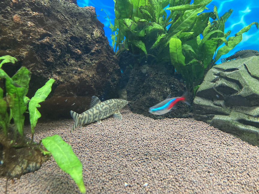 Боция мраморная