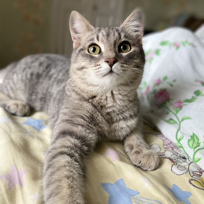 Молодой котик ищет дом и любящего хозяина