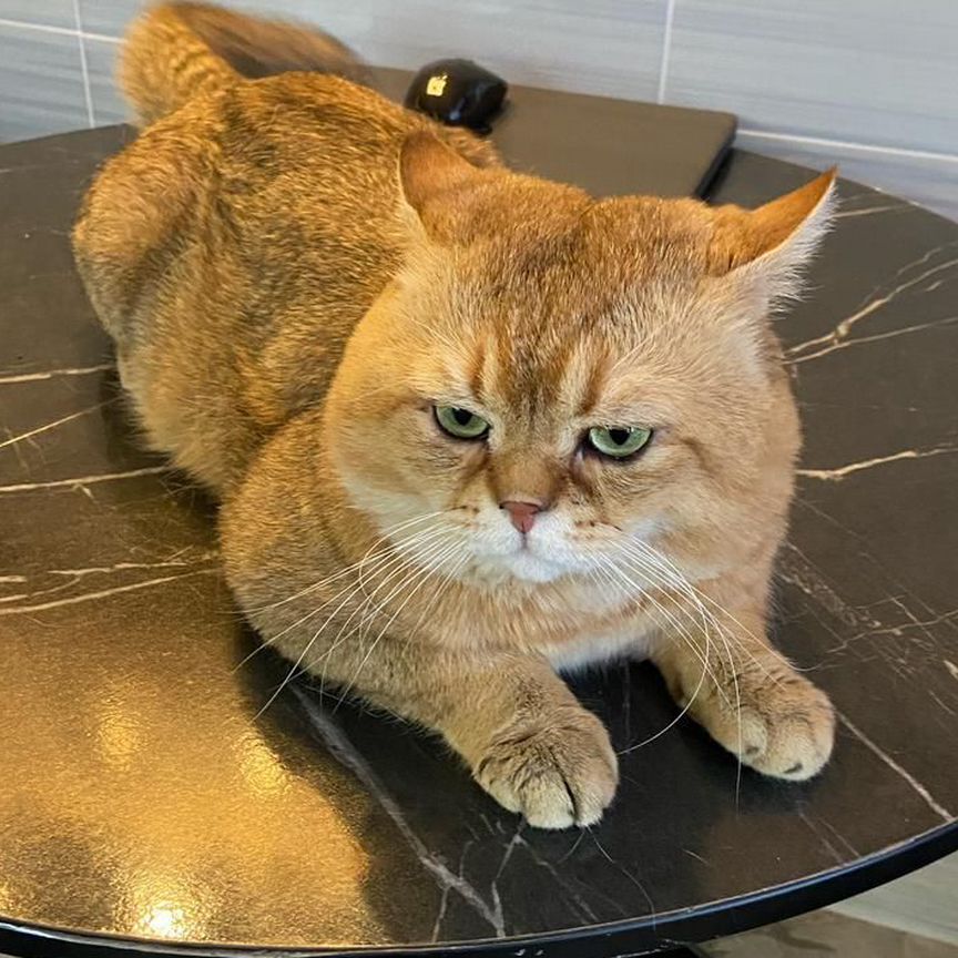 Коты кошки для вязки