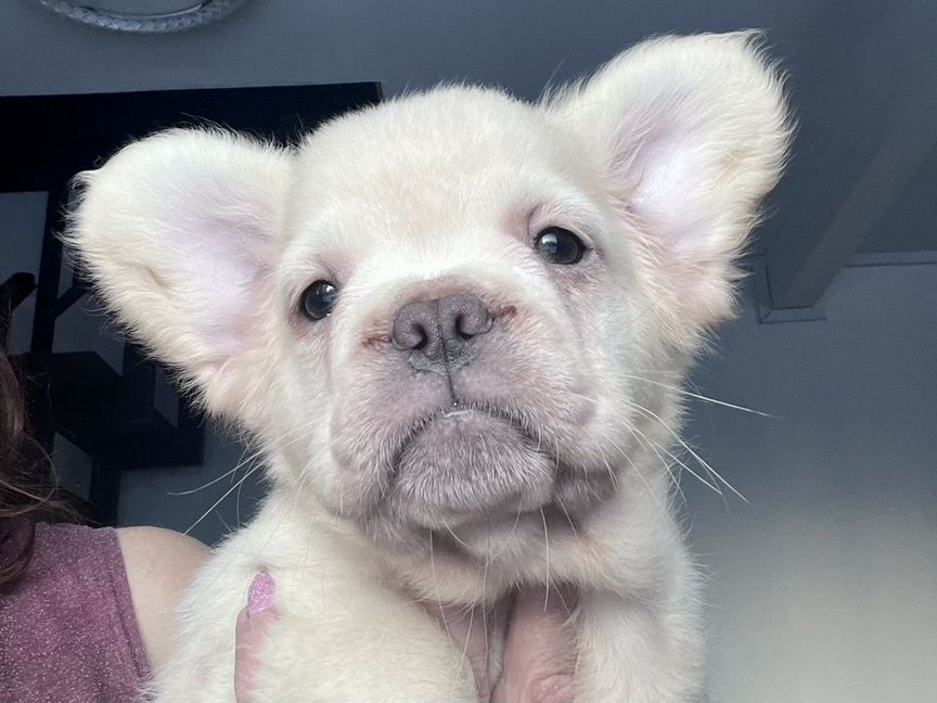 Флаффи бульдог