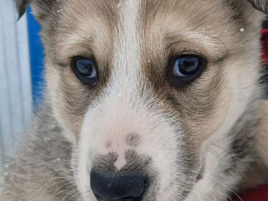 Щенок в добрые руки