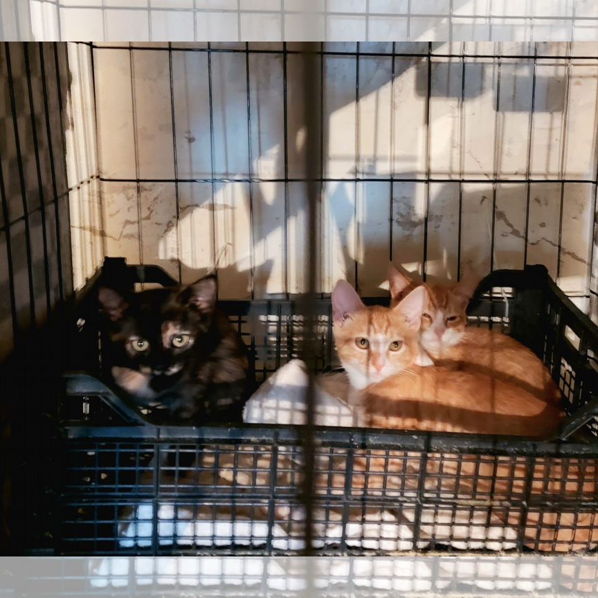 Котята в добрые руки