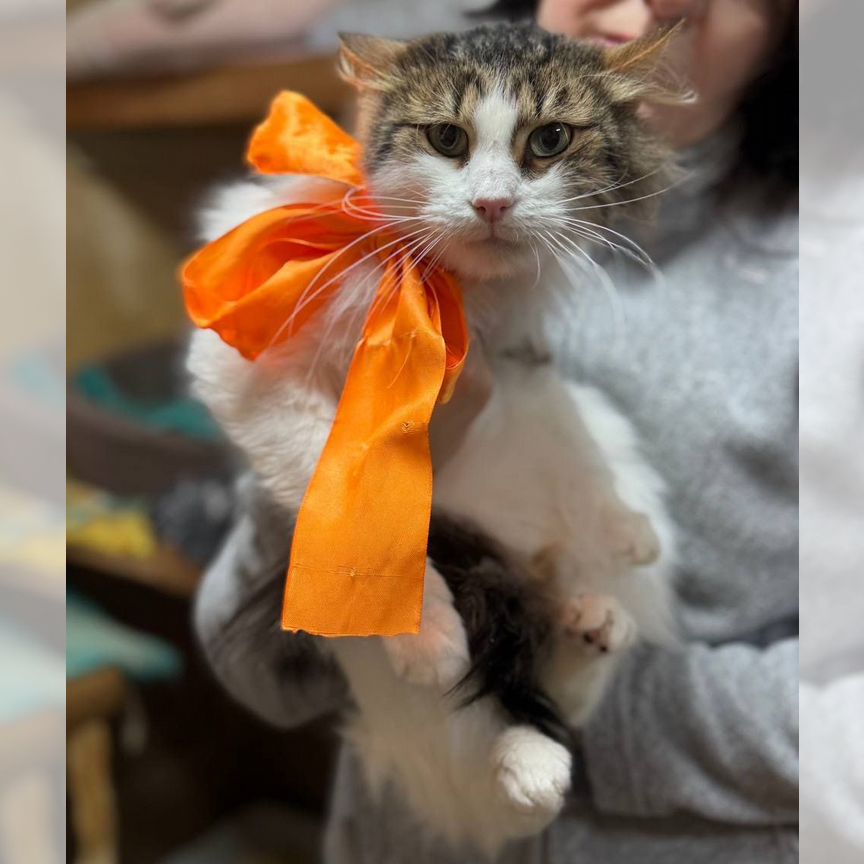 Сибирская, взрослая кошка