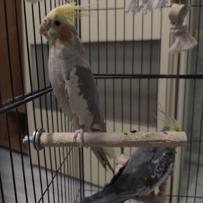 Попугай корелла