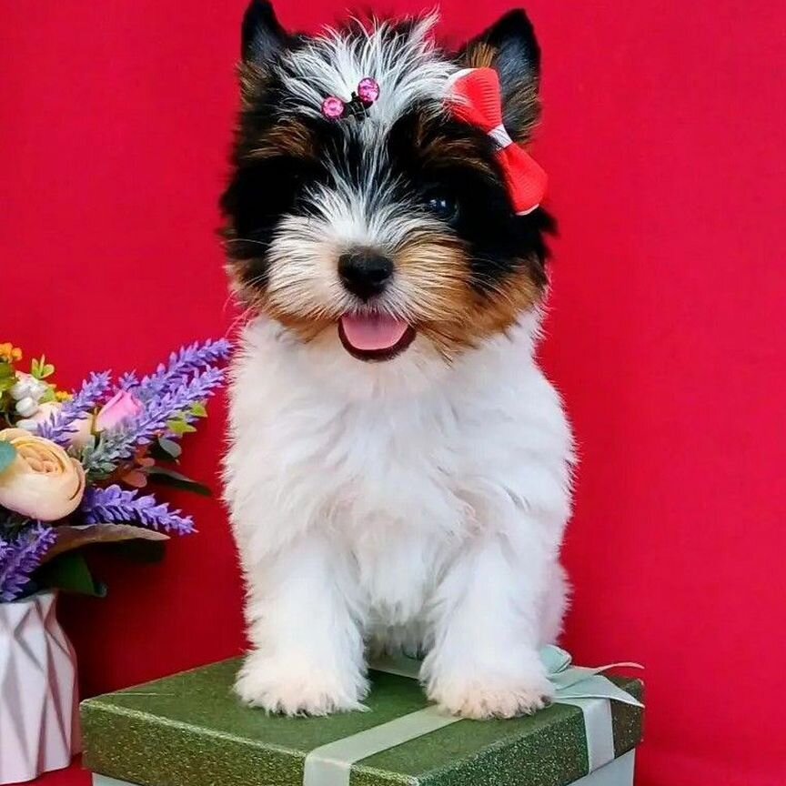 Бивер-йоркширский терьер, щенок