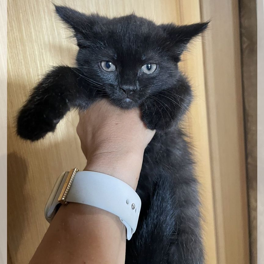 Британский короткошёрстный котёнок