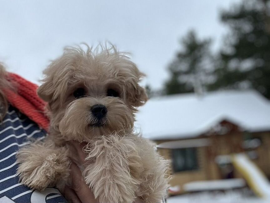 Мальтипу f1 мальчик 5 мес