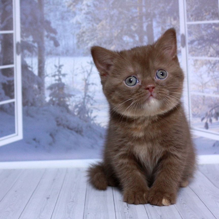 Шотландский котенок циннамон