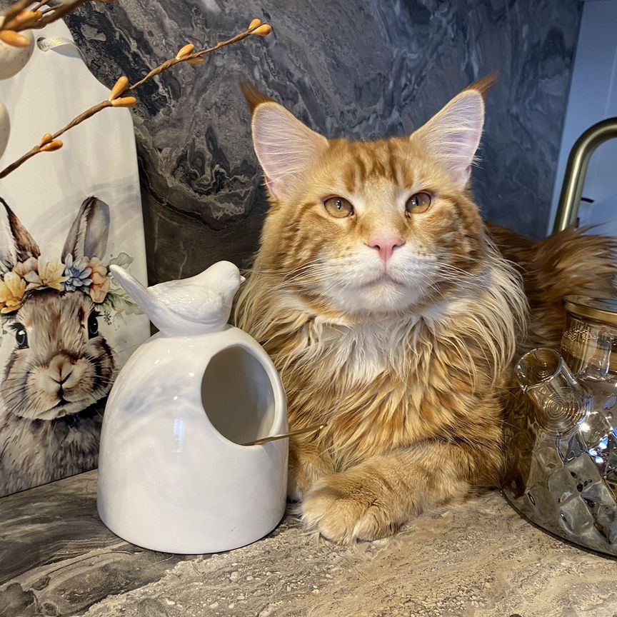 Кот мейн-кун 1 год