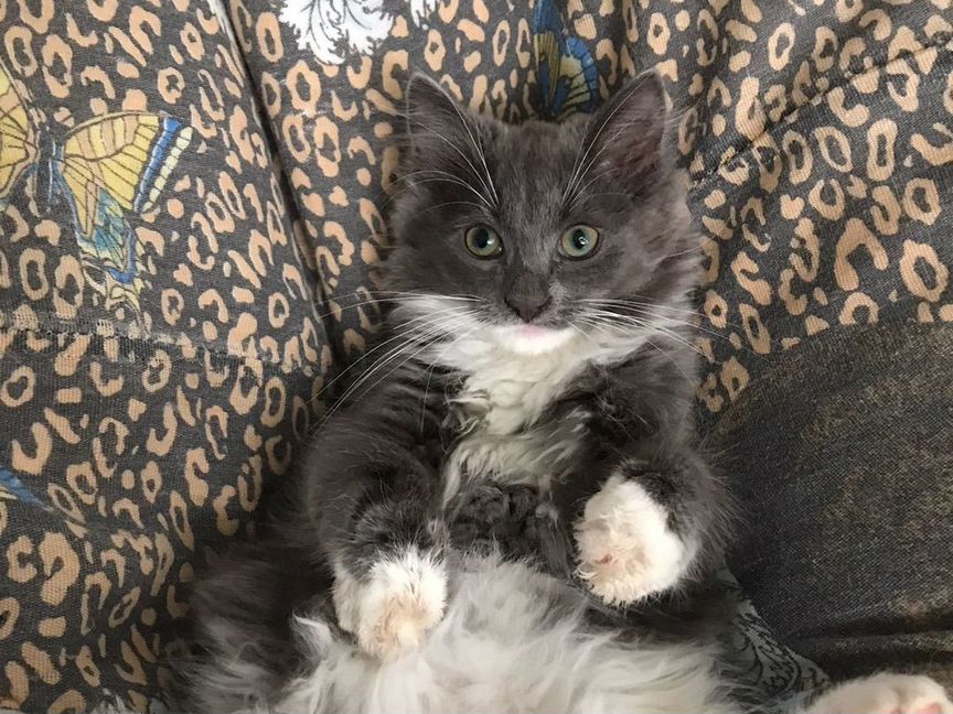 Котята русская голубая