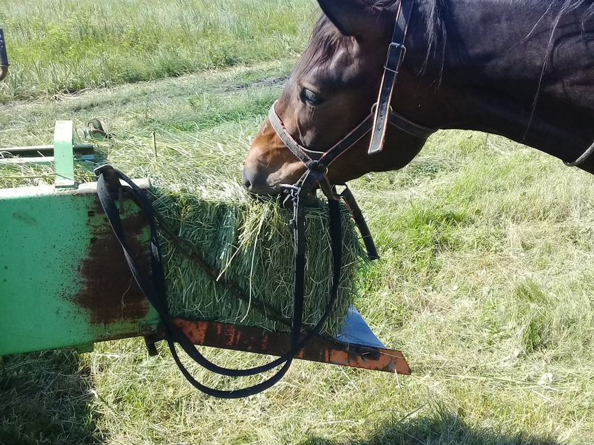 Сено в тюках 20кг разнотравье