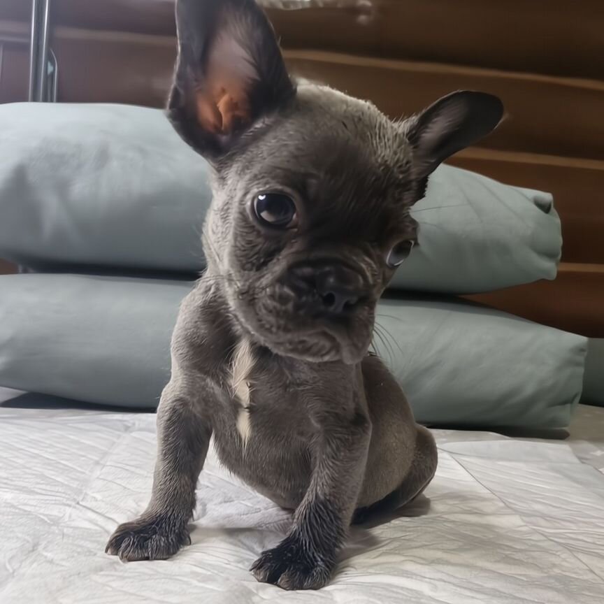 Французский бульдог, щенок