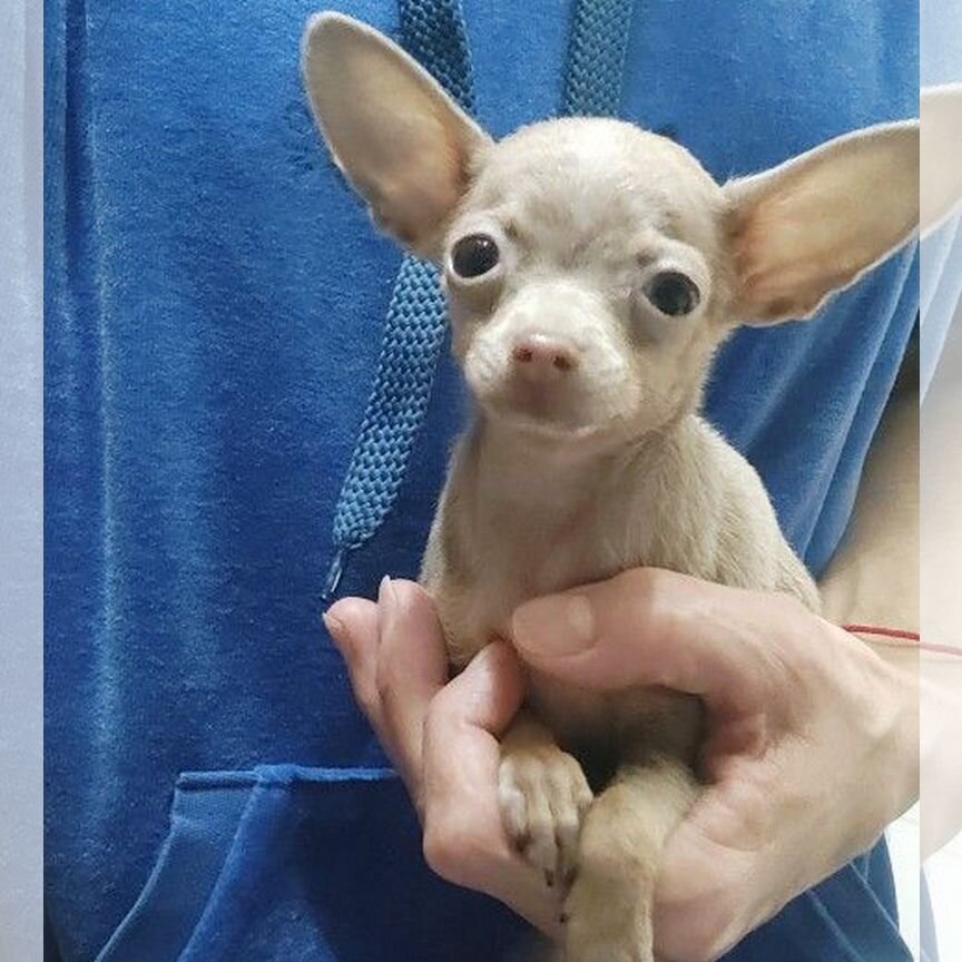 Супер мини крошка