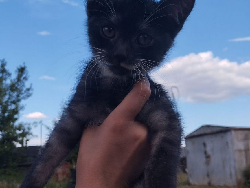 Черная кошка девочка