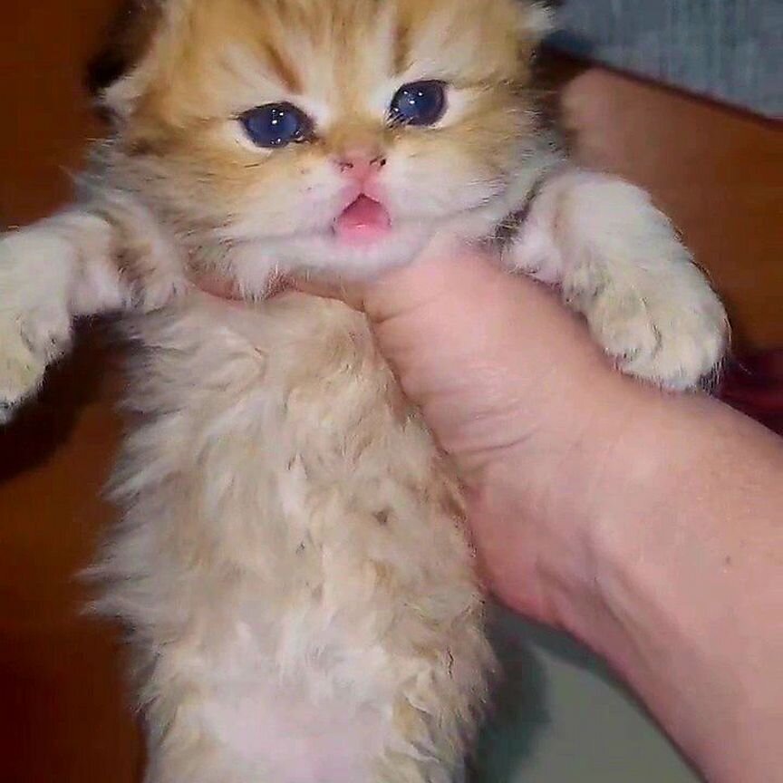 Кукольный мальчик