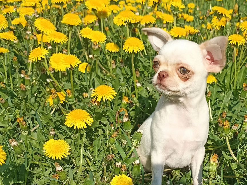 Мальчик чихуахуа крем