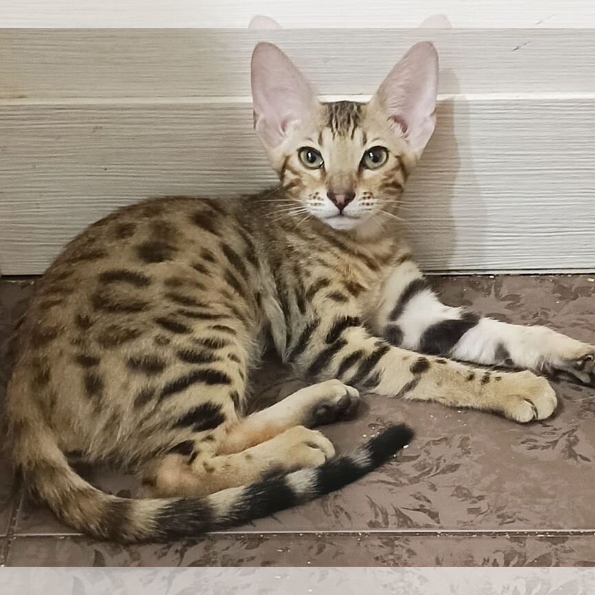 Серенгети котёнок