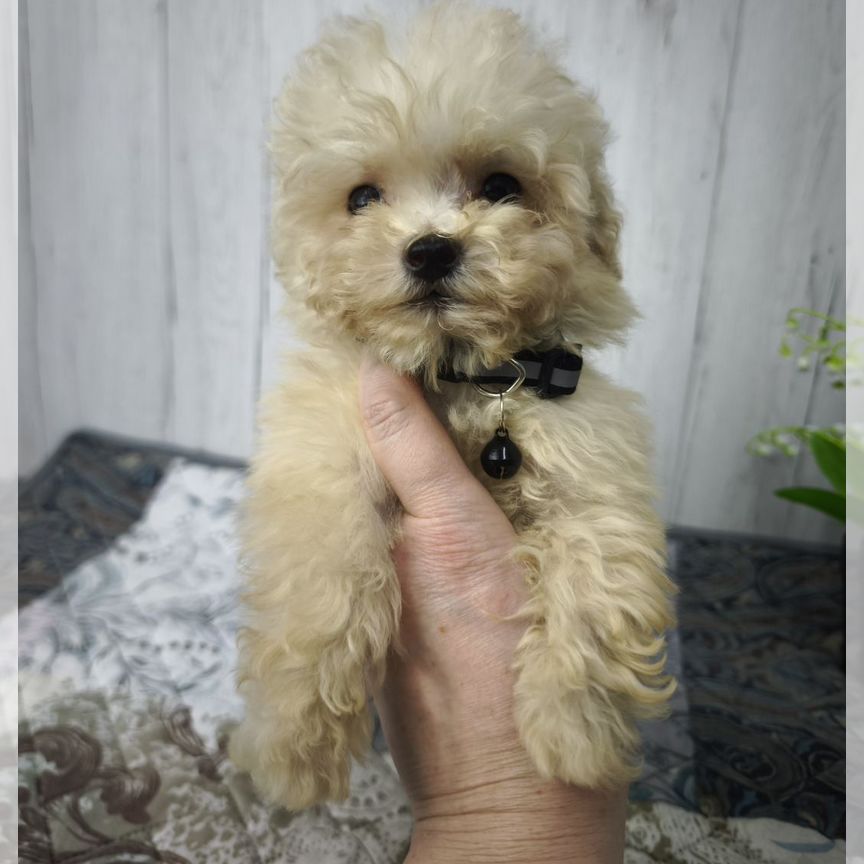 Бишон фризе, щенок