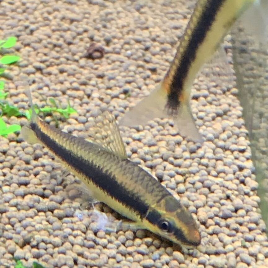 Сиамский водорослеед