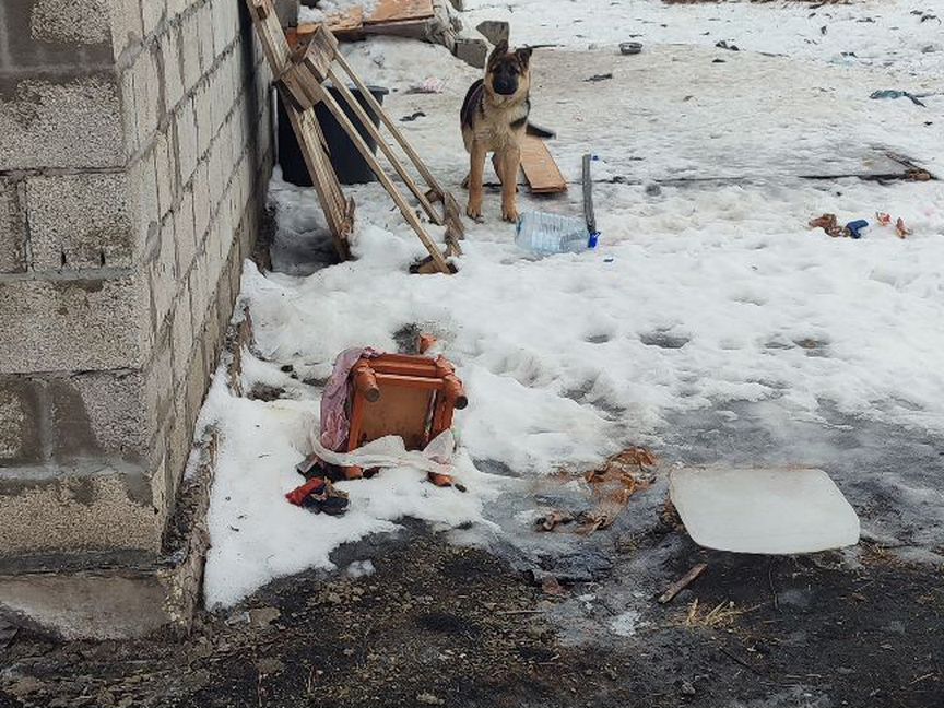Немецкая овчарка в добрые руки