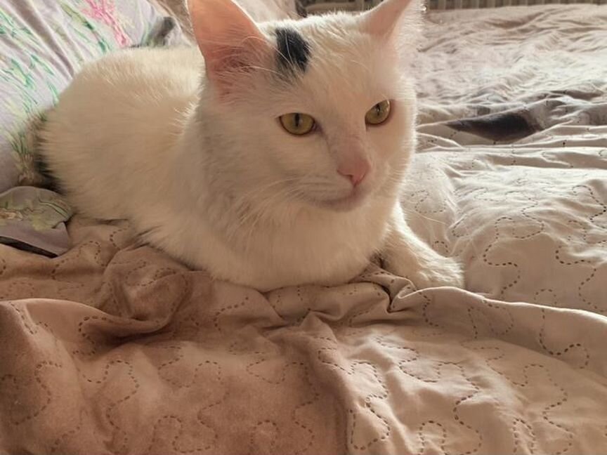 Турецкий ван в добрые руки