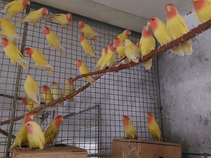 Попугаи-неразлучники