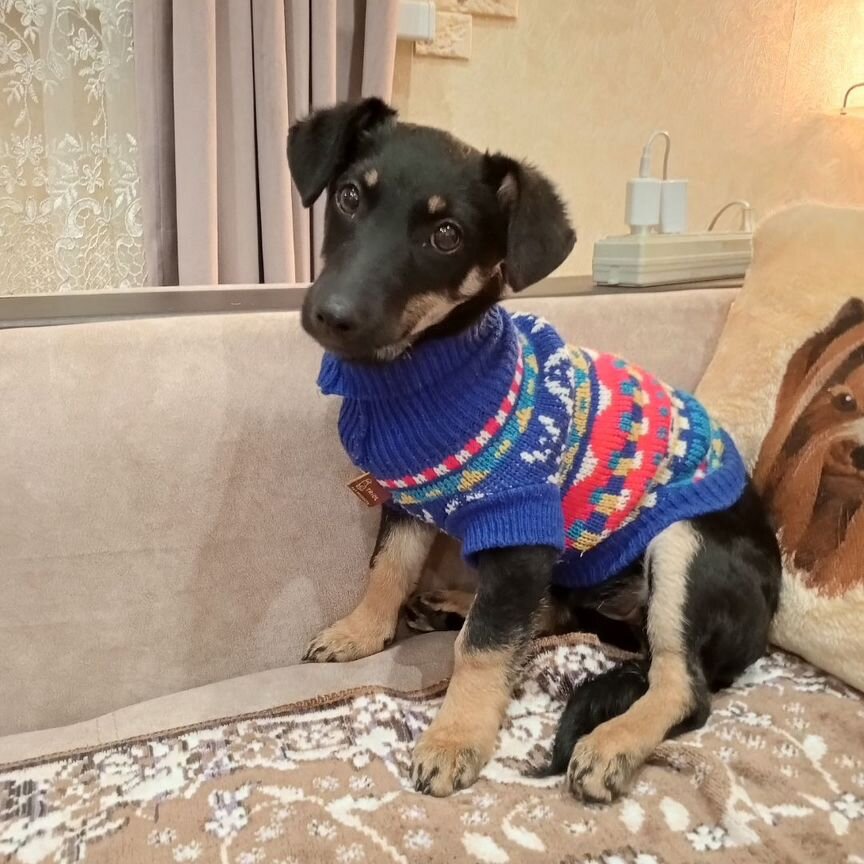 Отдам в добрые руки