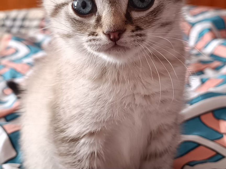 Котенок мальчик 1,5 месяца