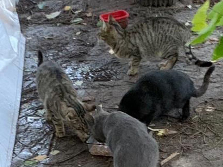 Котята ищут дом