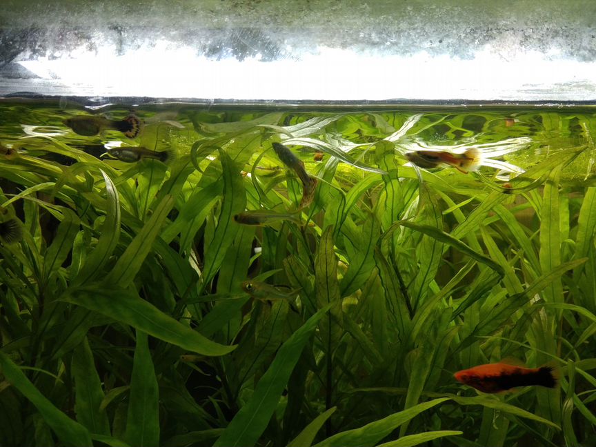 Аквариумные рыбки бесплатно