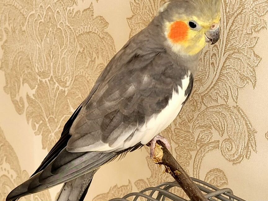 Попугай корелла с клеткой