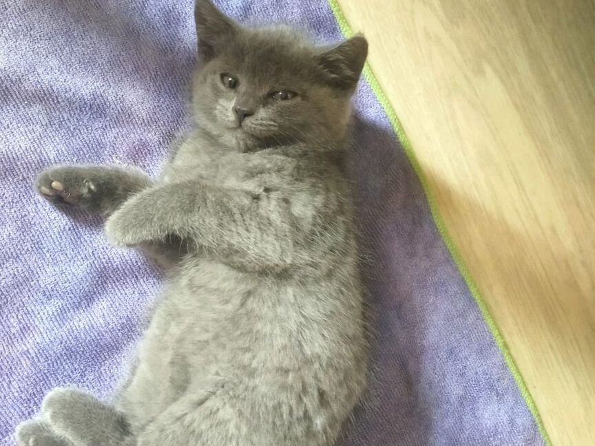 Британская кошка