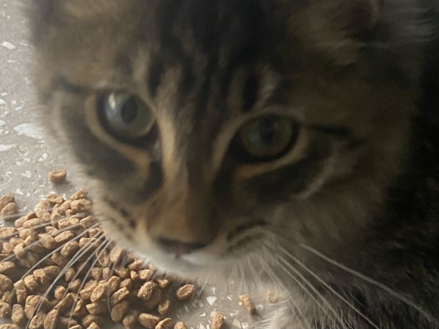 Кошка или кот в добрые руки