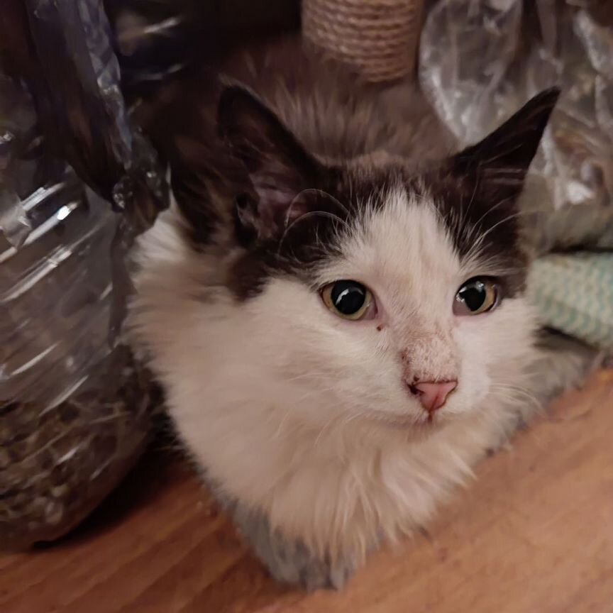 Котёнок