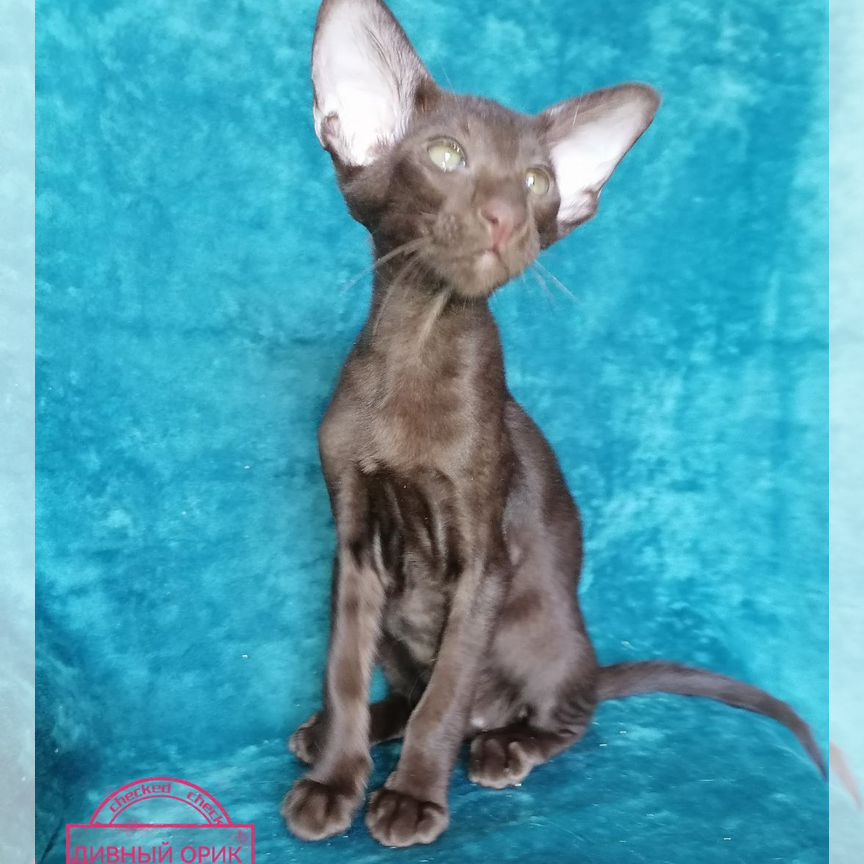 Ориентальный котёнок