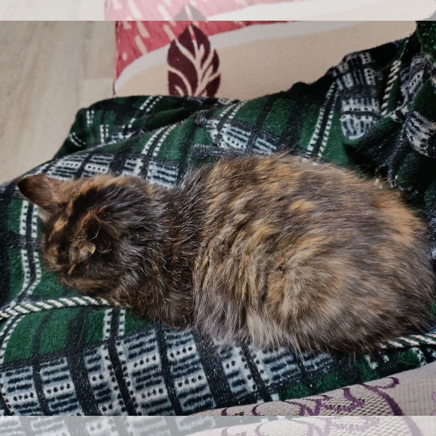 Отдам котёнка, кошку