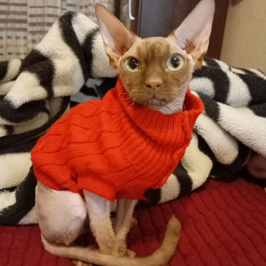 Канадский сфинкс, взрослый кот