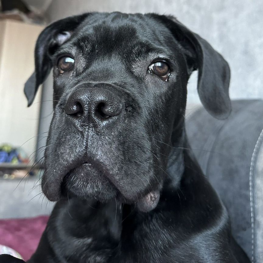 Щенок кане-корсо в самые добрые руки