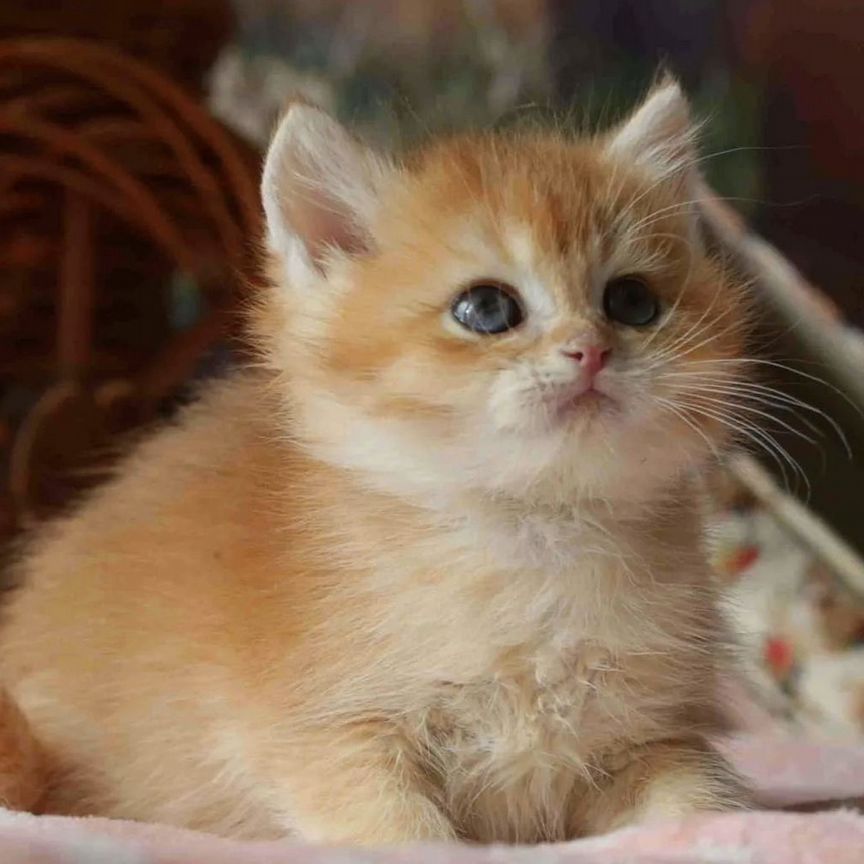 Шотландские пупсики золотая шиншилла