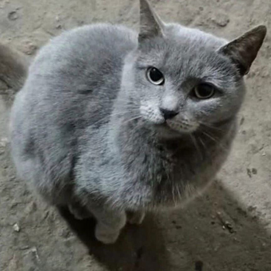 Хочу жить. Замерзают котята. Нужна помощь