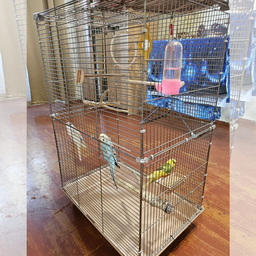 Волнистый попугай