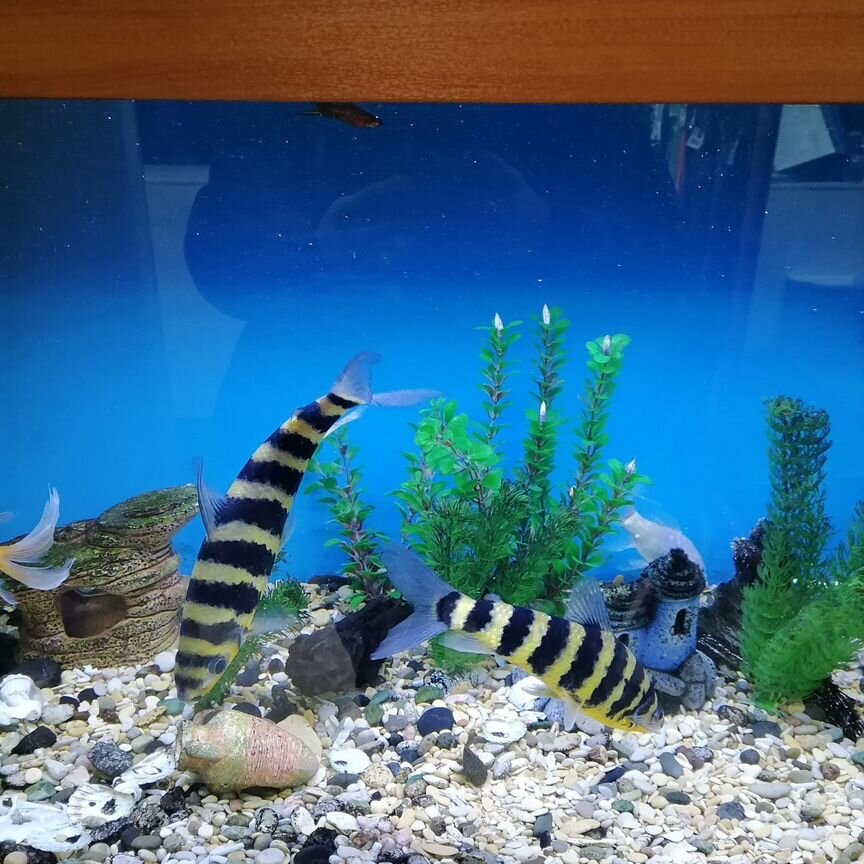 Лепоринус 2 штуки 25см  