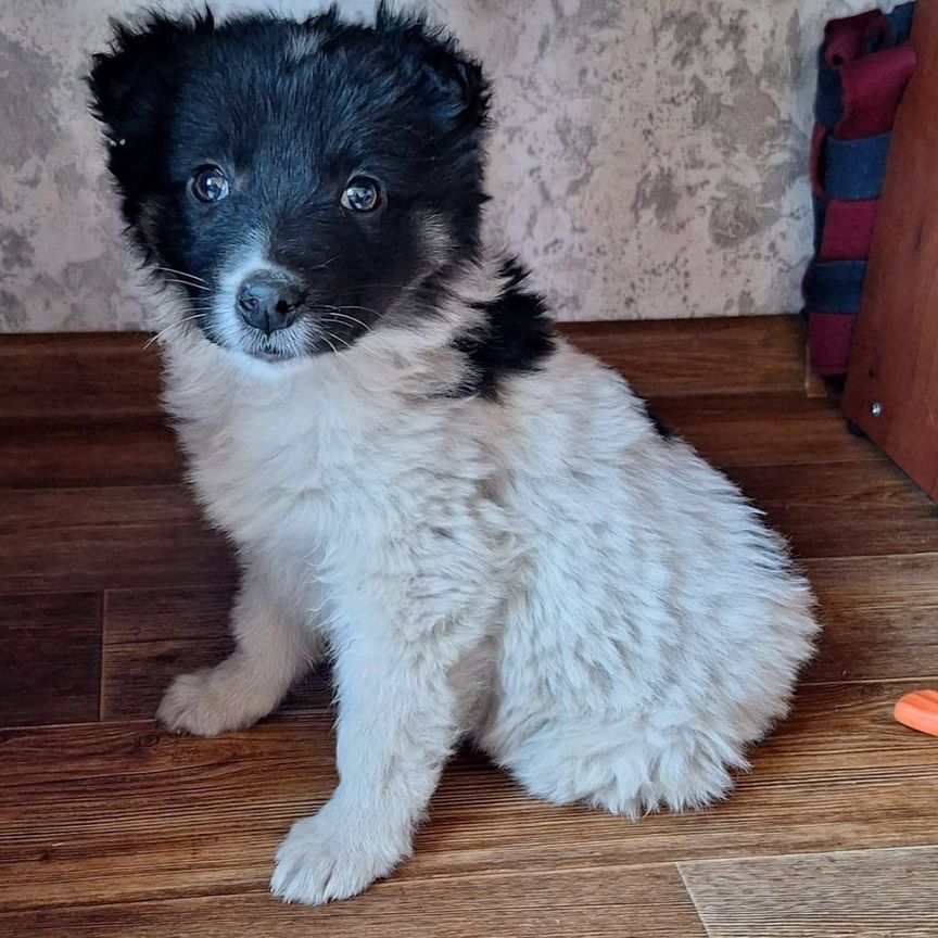 Щенок