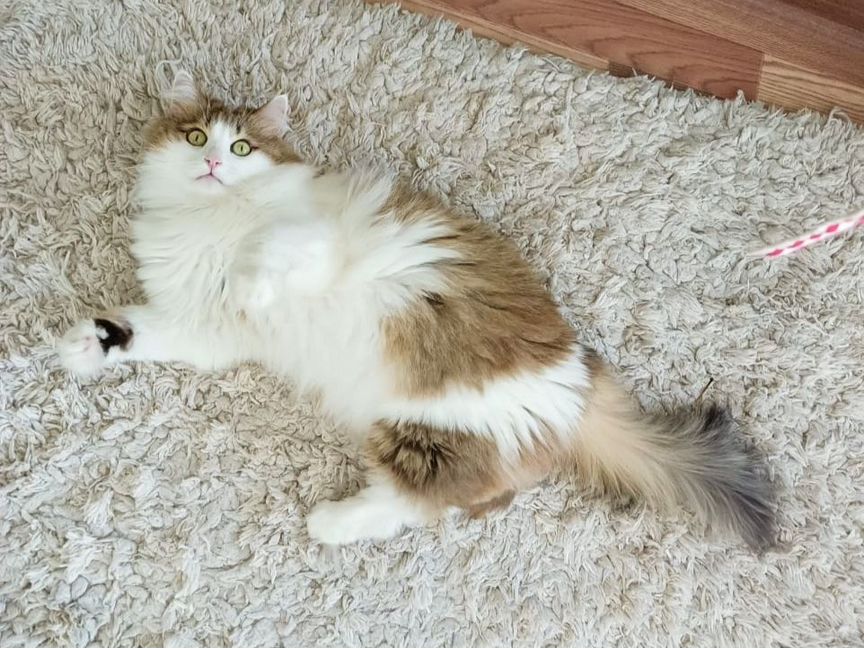 Кошка в дар