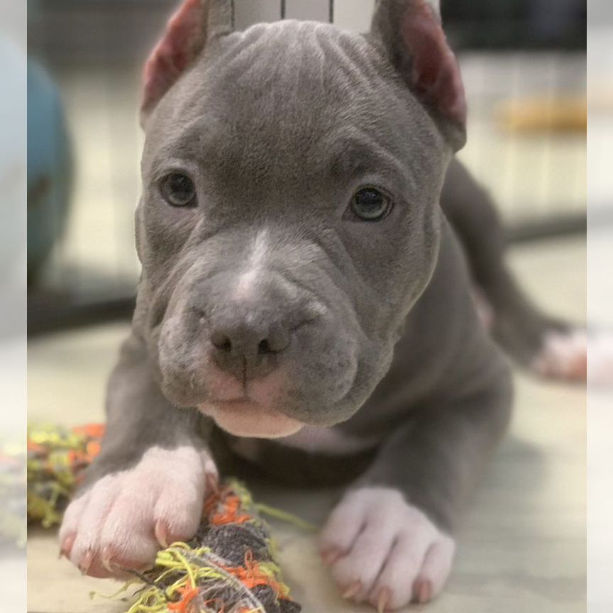 Американский булли, щенок