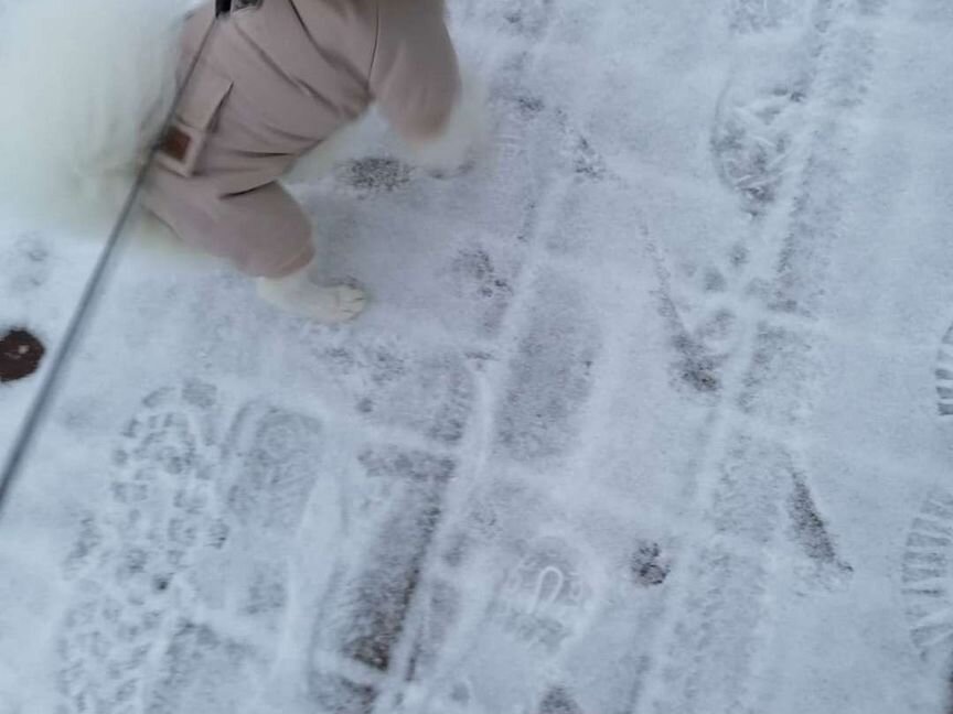 Комбинезон и шлейка для собаки