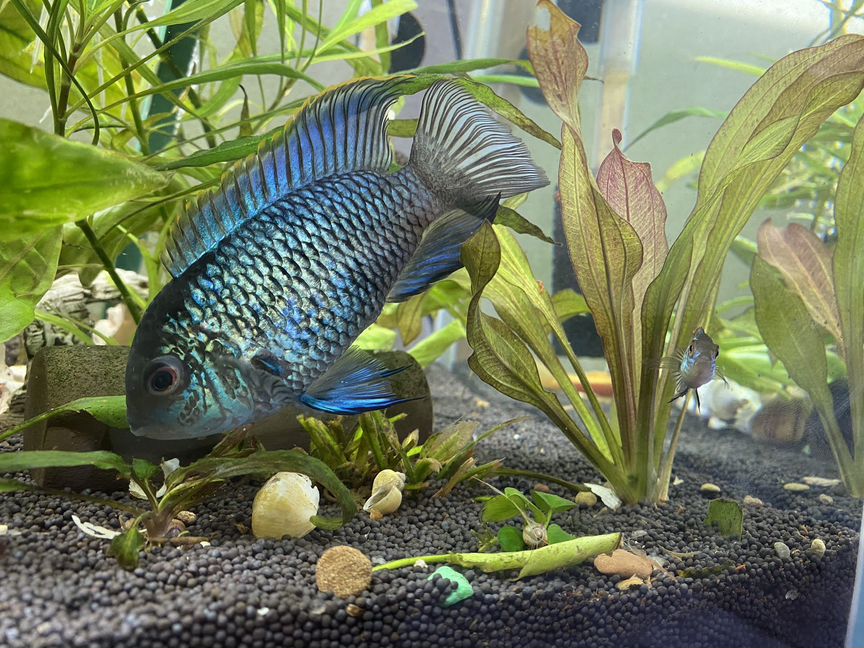 Наннакары неон