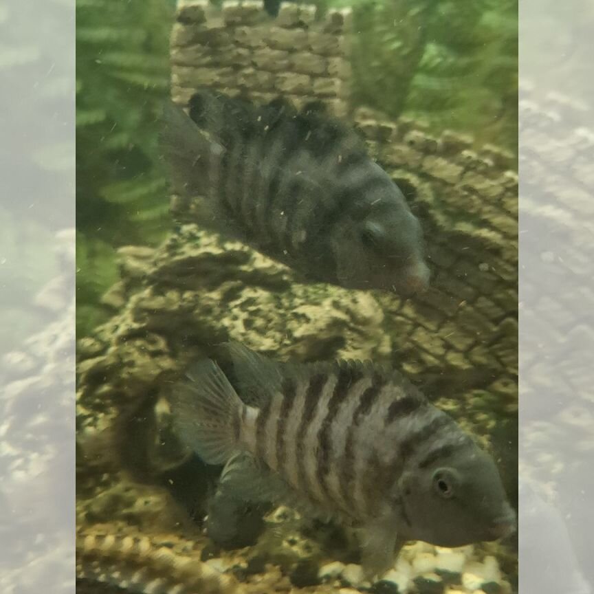 Цихлозома чернополосая