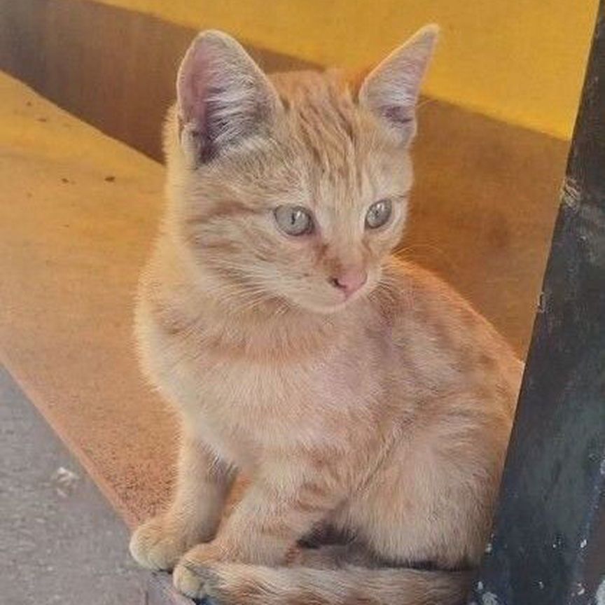 Котенок в добрые руки