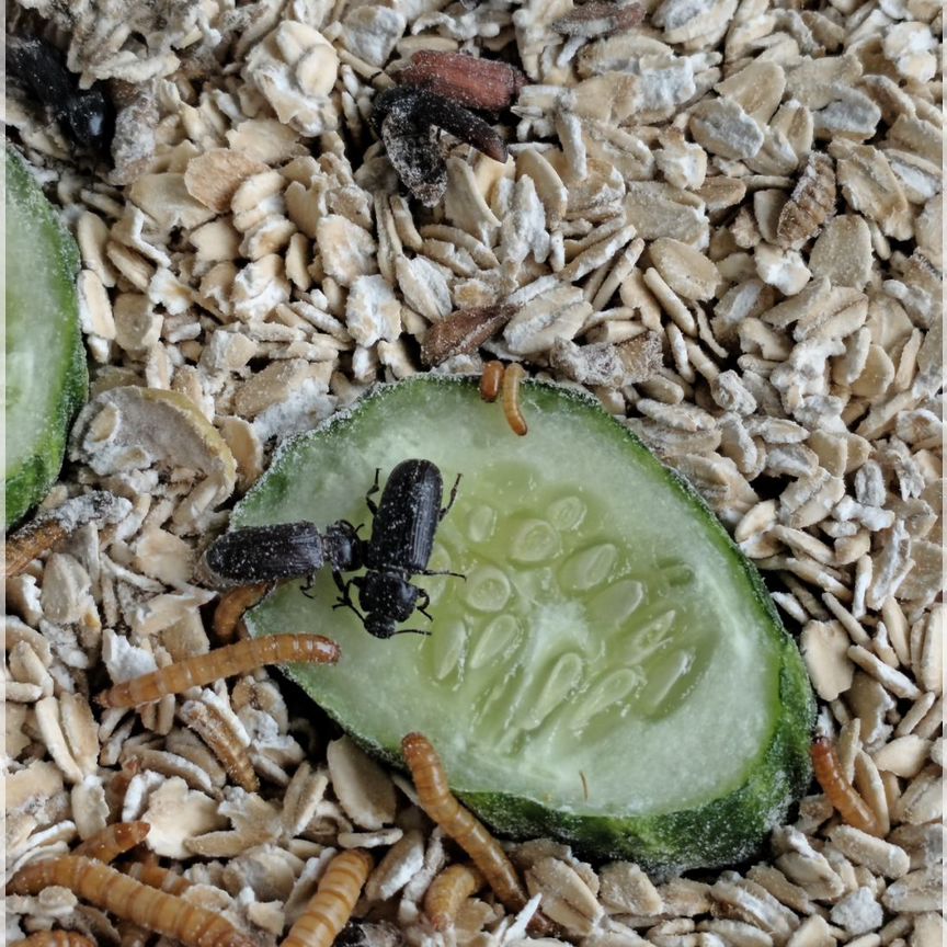 Мучной червь живой